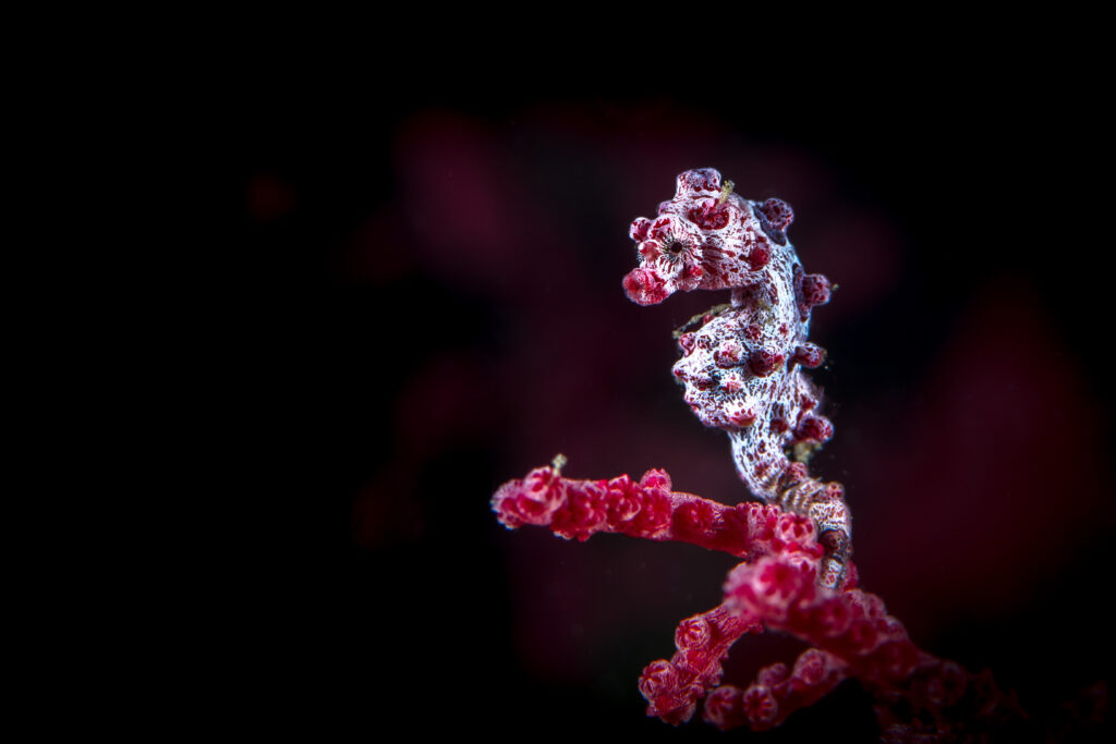 10 of the Ocean’s Most Elusive Creatures That Divers Hope to See ...