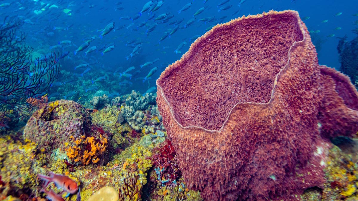 St. Lucia, Natural Beauty Above and Below - Scuba.com