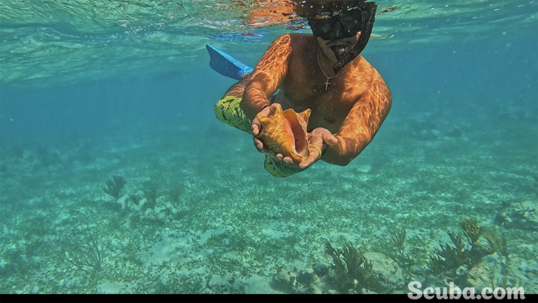 Do Fish Fart? (And More Must-Know Fish Facts) - Scuba.com