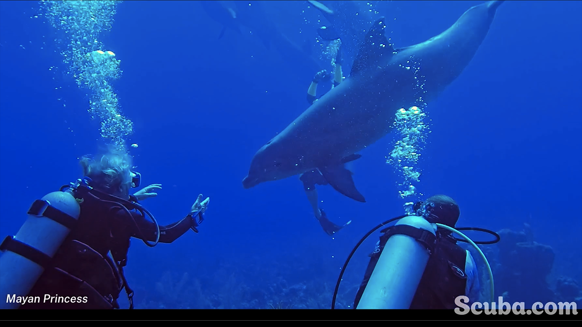 Underwater Photography and Filmmaking - Scuba.com