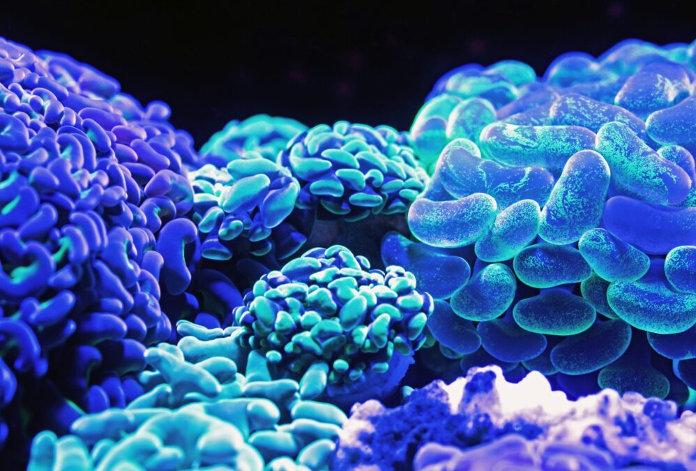 Capture Marine Life Beneath the Surface: Underwater Photography Tips ...