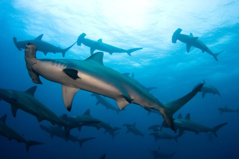 Hammerhead Sharks: 5 Places to Find Them - Scuba.com