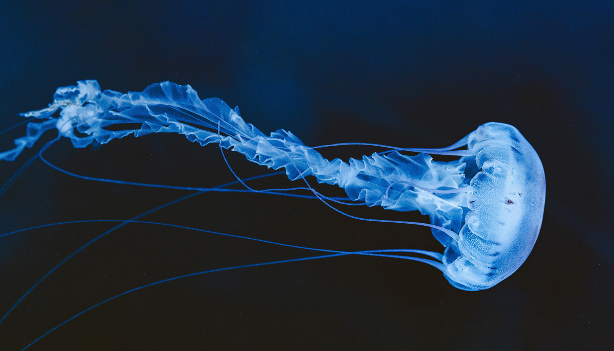 Jellyfish Season: What Divers Need to Know - Scuba.com