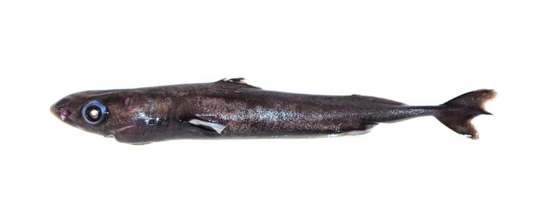 Smallest Sharks in the World - Scuba.com