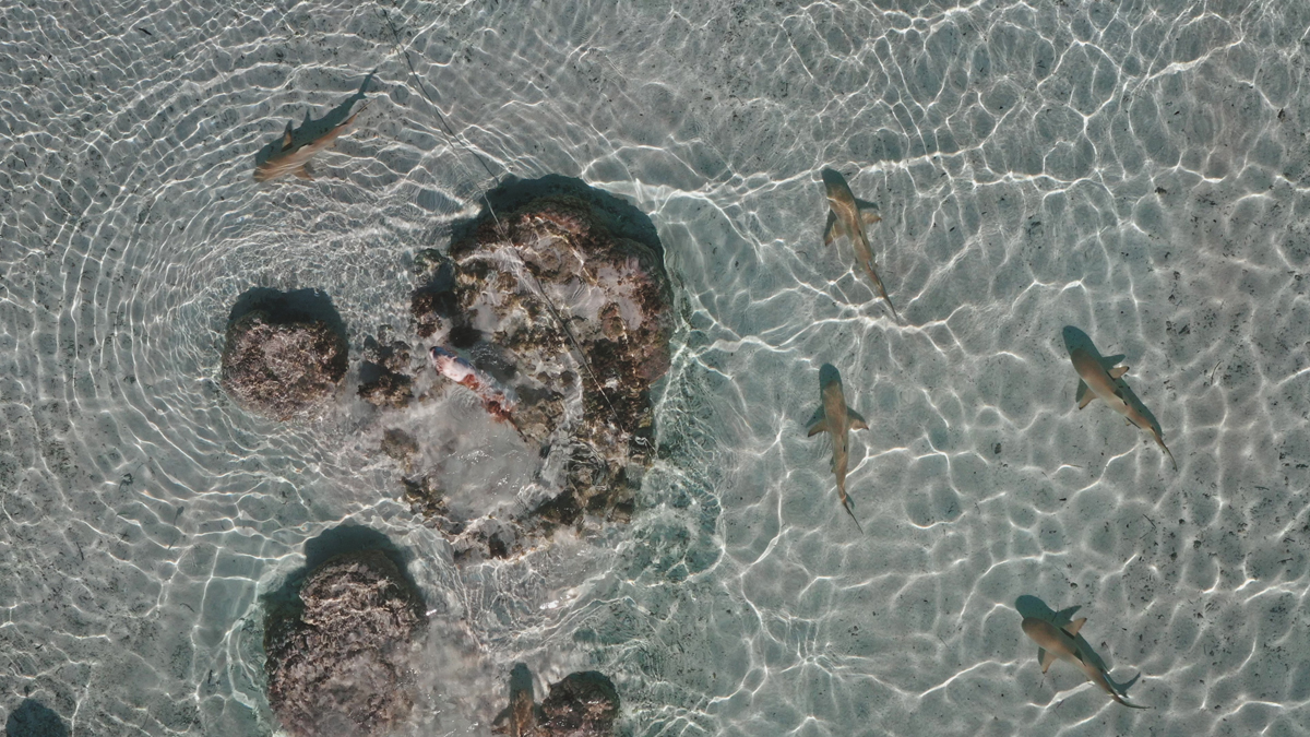 Where Do Baby Sharks Come From? - Scuba.com