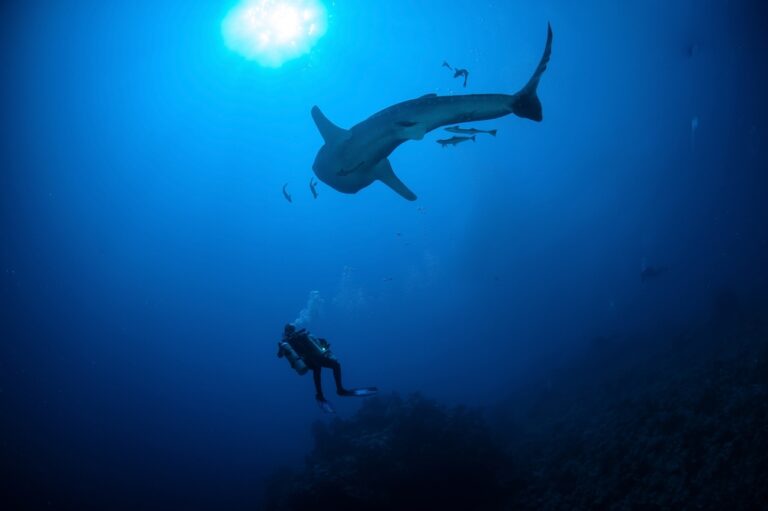 Swimming with Sharks: What to Expect? - Scuba.com
