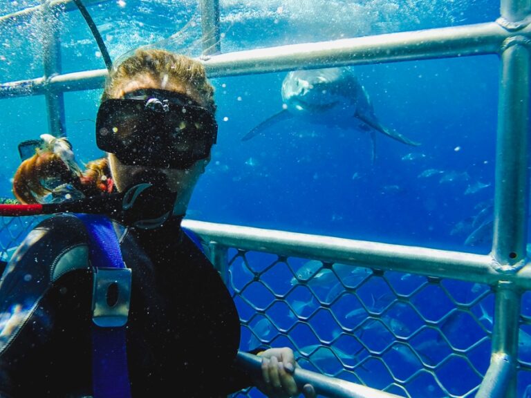 Swimming with Sharks: What to Expect? - Scuba.com