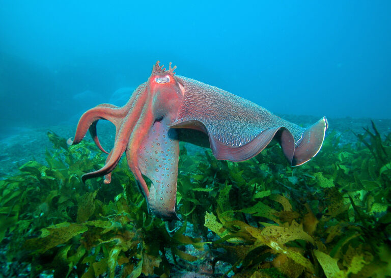 Beginner's Guide to Underwater Photography - Scuba.com